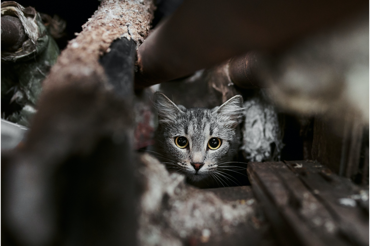 3 Signs Of An Anxious Cat | West Ballantyne Animal Hospital